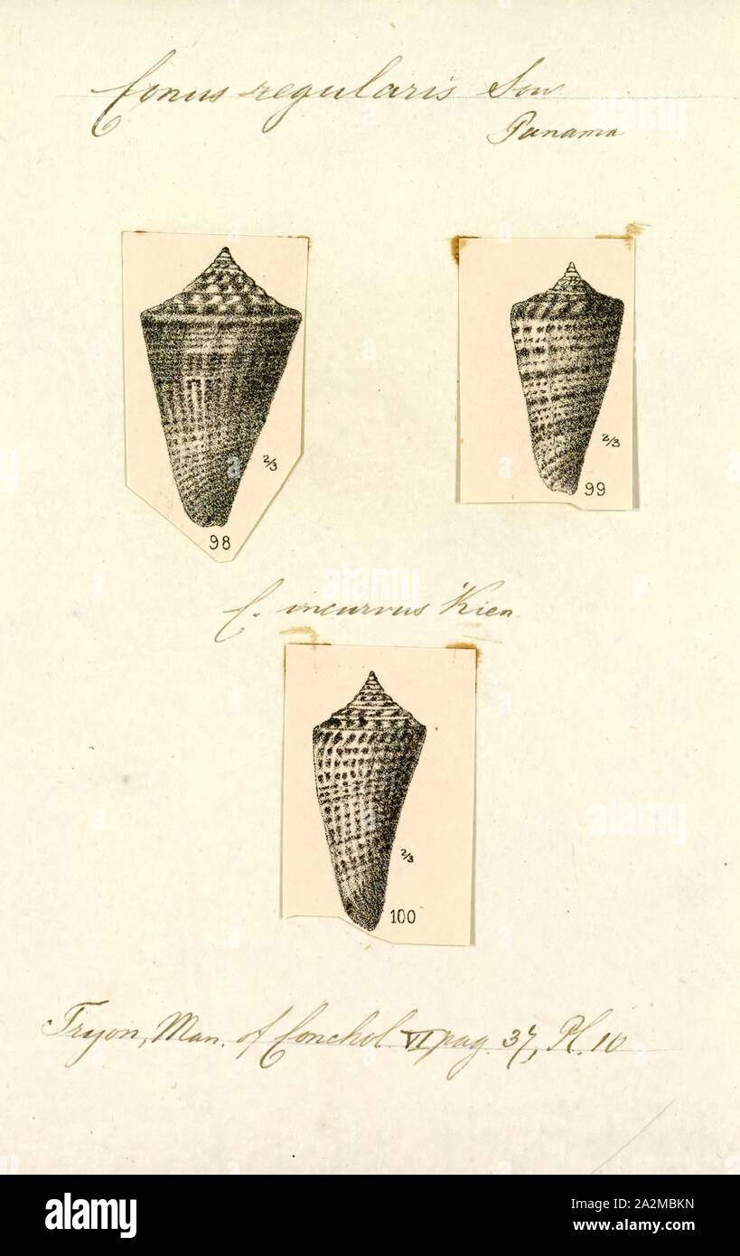 Normal Cone Shaped