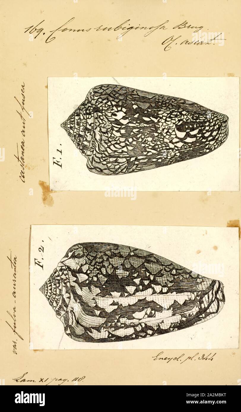 Conus rubiginosa, Print Stock Photo - Alamy