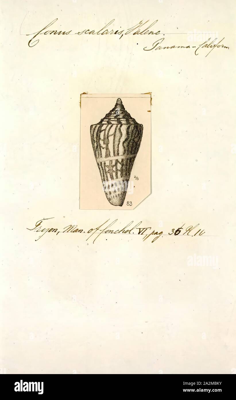 Conus scalaris, Print, Conus scalaris, common name the ladder cone, is ...