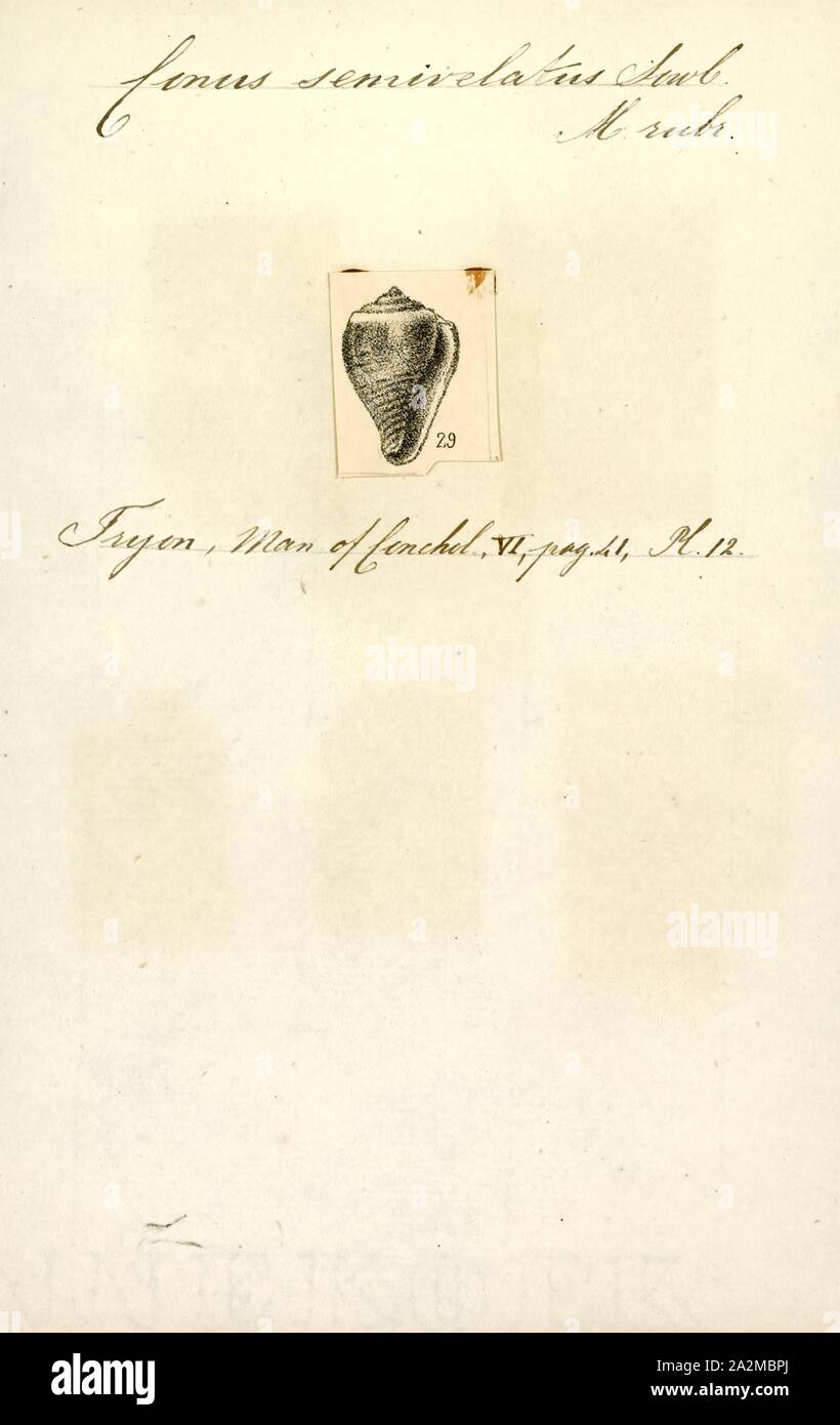 Conus semivelatus, Print, Fossil Conus pelagicus from the Pliocene of ...