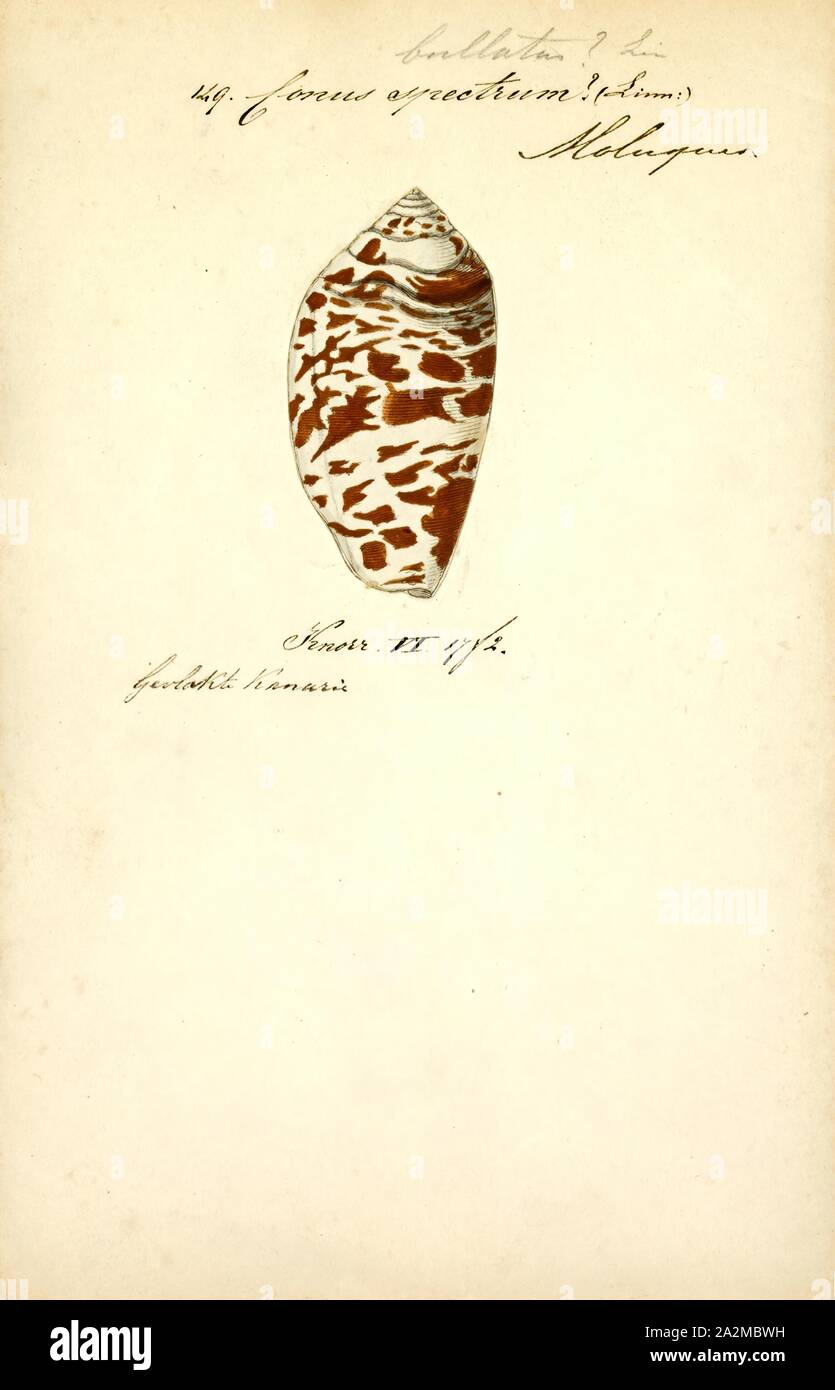 Conus spectrum, Print, Conus spectrum, common name the spectre cone, is ...