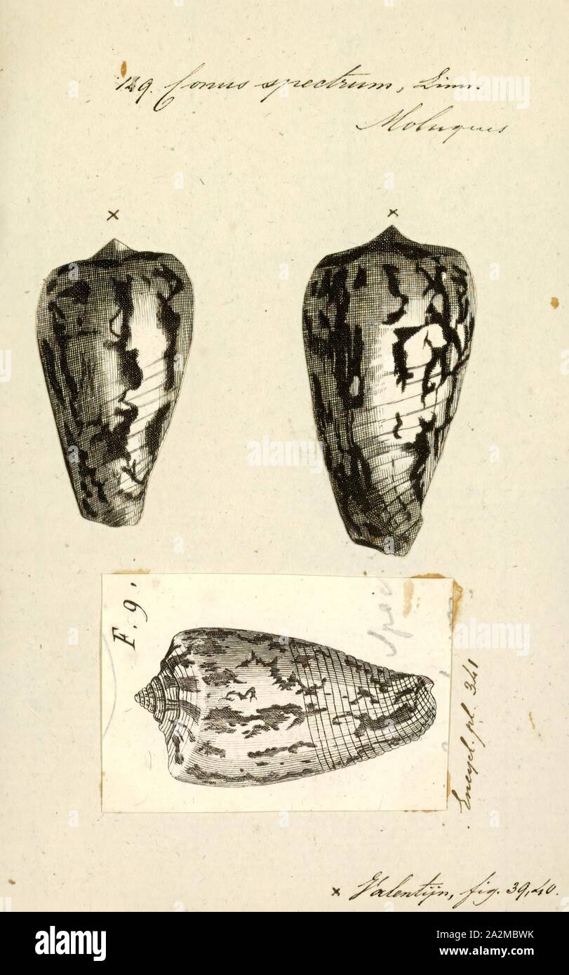 Conus spectrum, Print, Conus spectrum, common name the spectre cone, is ...