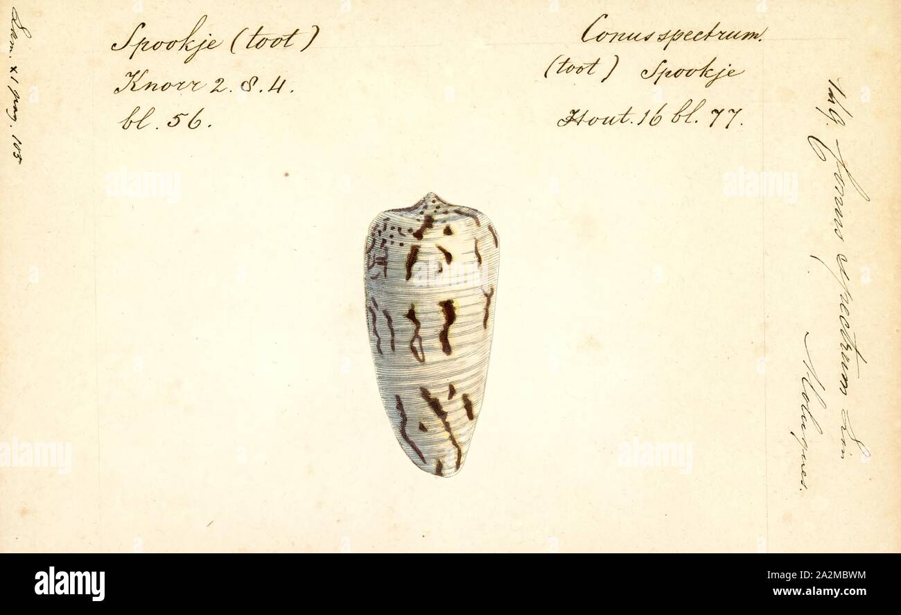 Conus spectrum, Print, Conus spectrum, common name the spectre cone, is ...