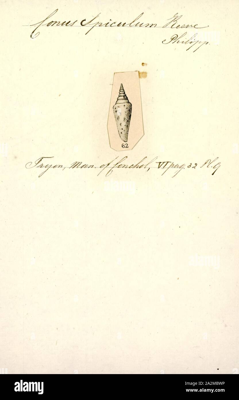 Conus spiculum, Print Stock Photo - Alamy