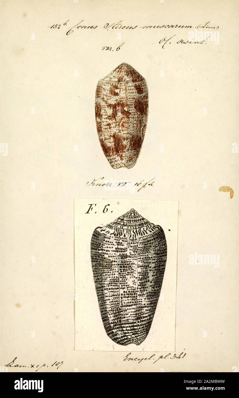 Conus stercusmuscarum, Print, Conus stercusmuscarum, common name the ...
