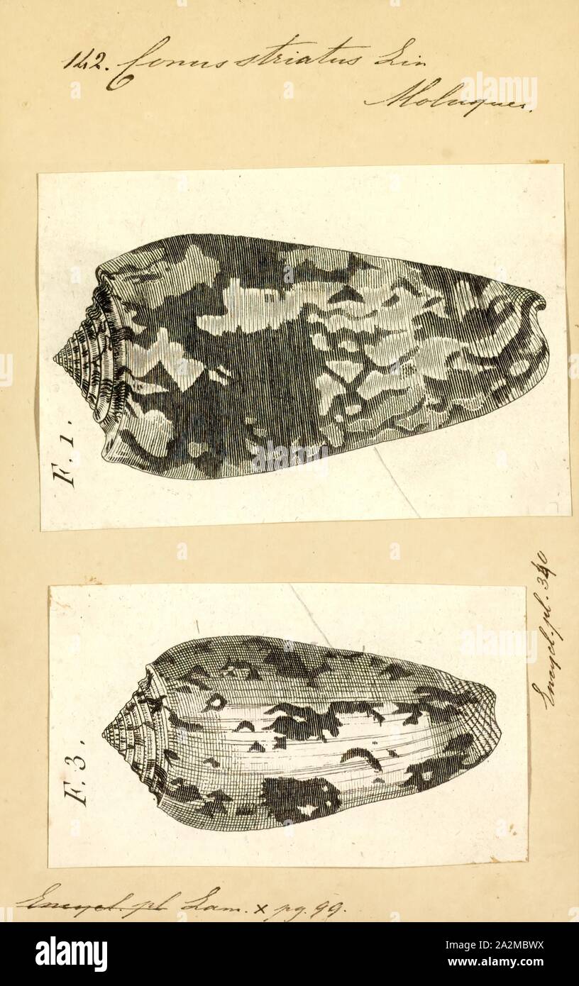 Conus striatus, Print, Conus striatus, common name the striated cone ...