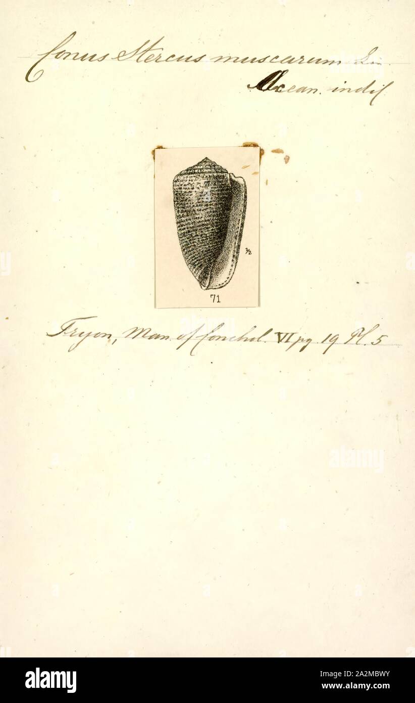 Conus stercusmuscarum, Print, Conus stercusmuscarum, common name the ...