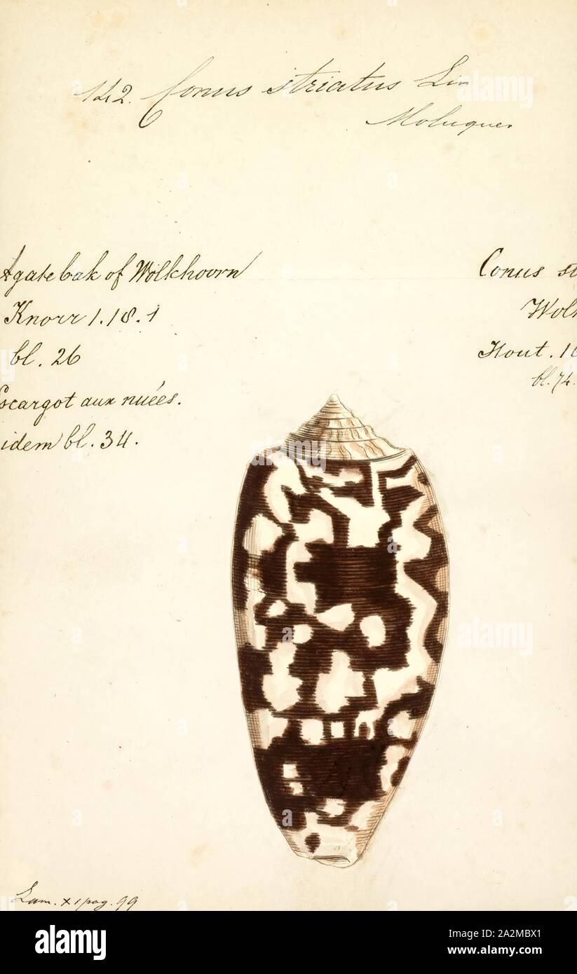 Conus striatus, Print, Conus striatus, common name the striated cone ...