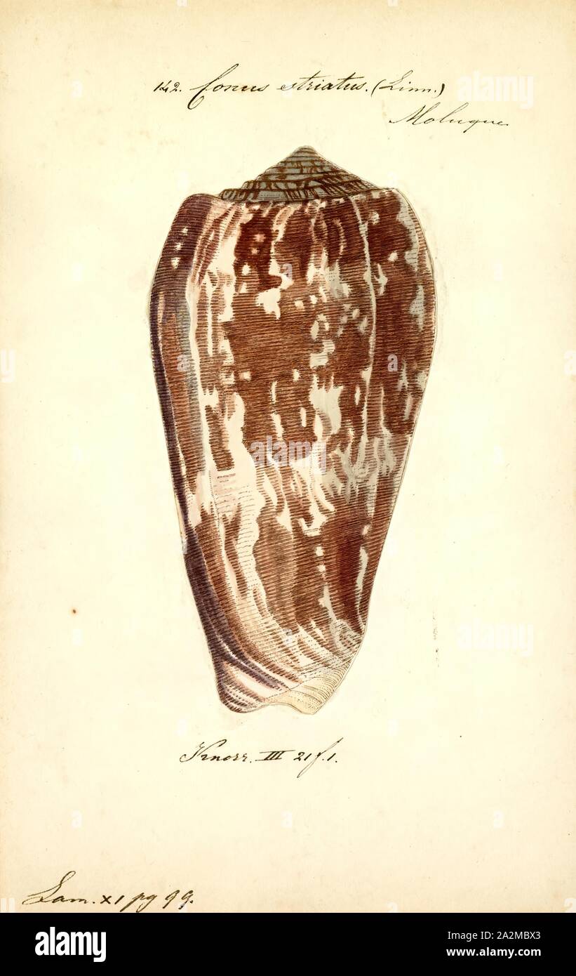 Conus striatus, Print, Conus striatus, common name the striated cone ...