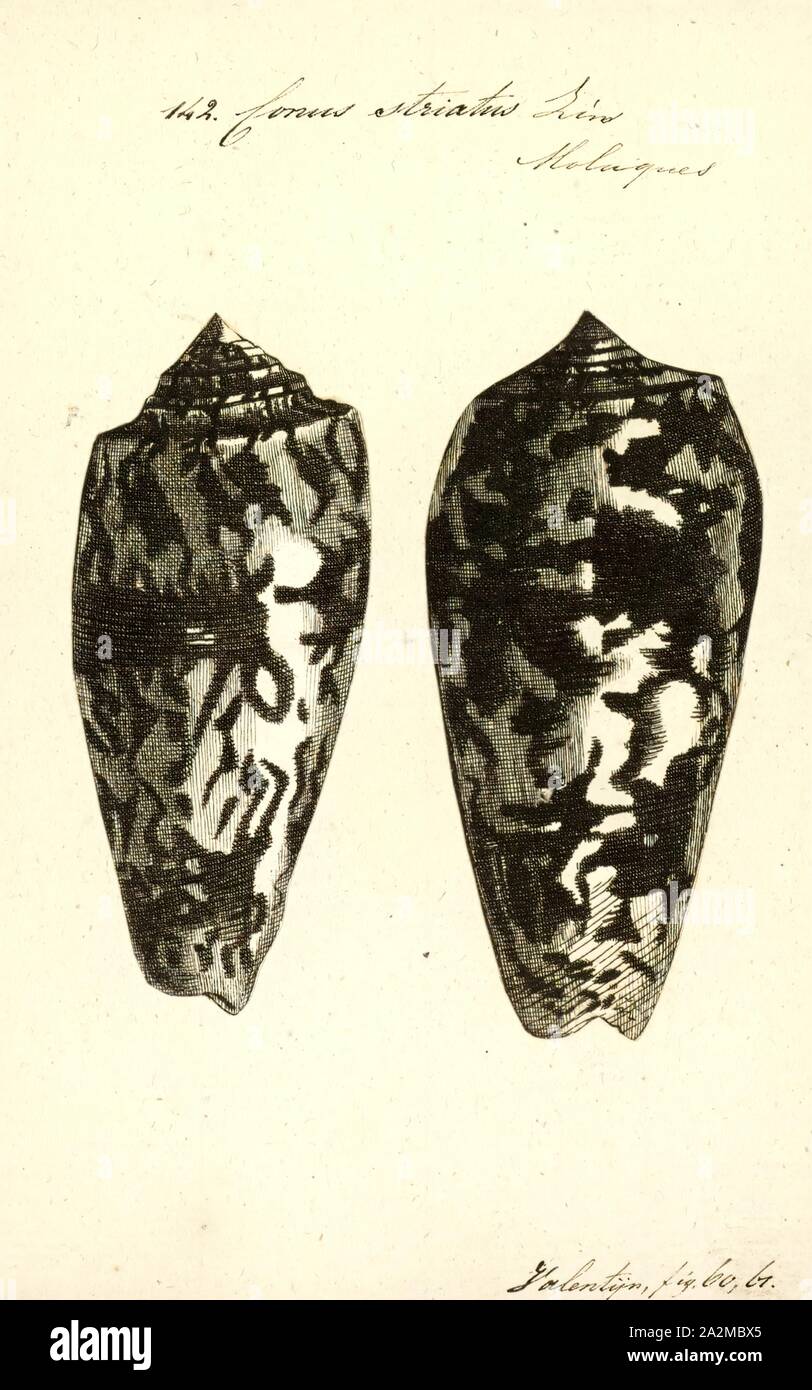 Conus striatus, Print, Conus striatus, common name the striated cone ...