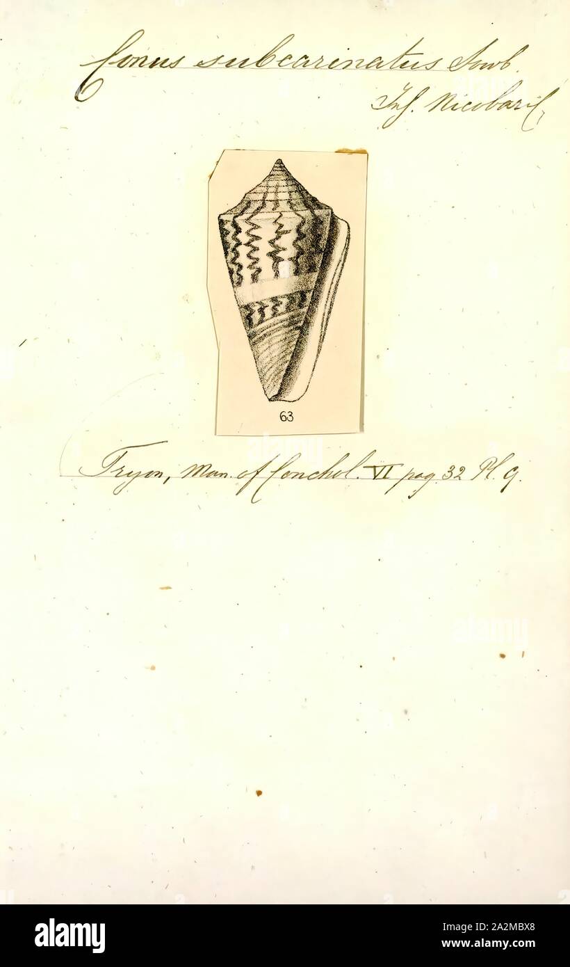 Conus subcarinatus, Print Stock Photo - Alamy