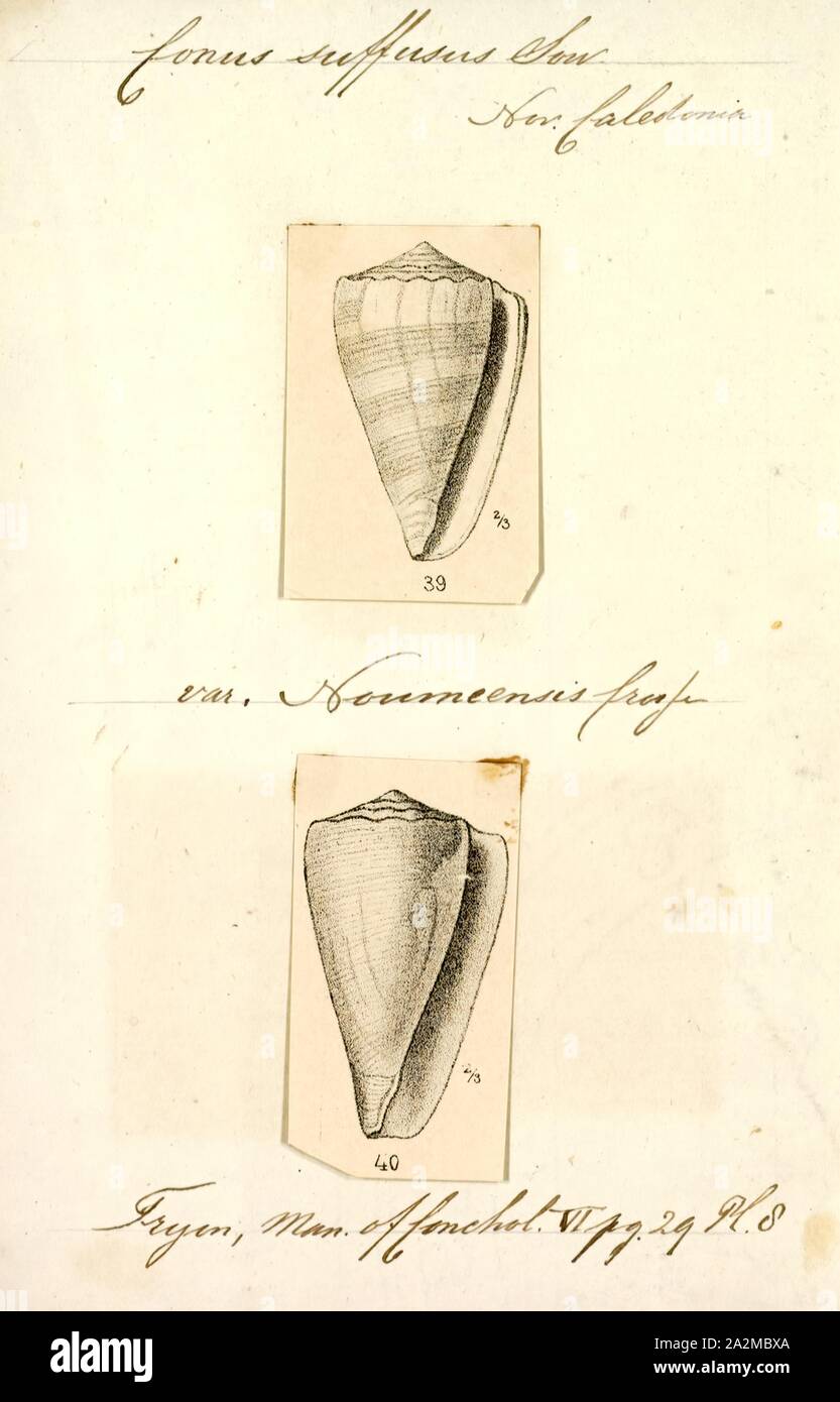 Conus suffusus, Print Stock Photo - Alamy