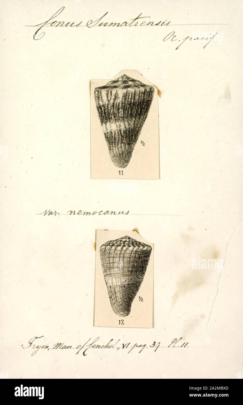 Conus sumatrensis, Print Stock Photo - Alamy