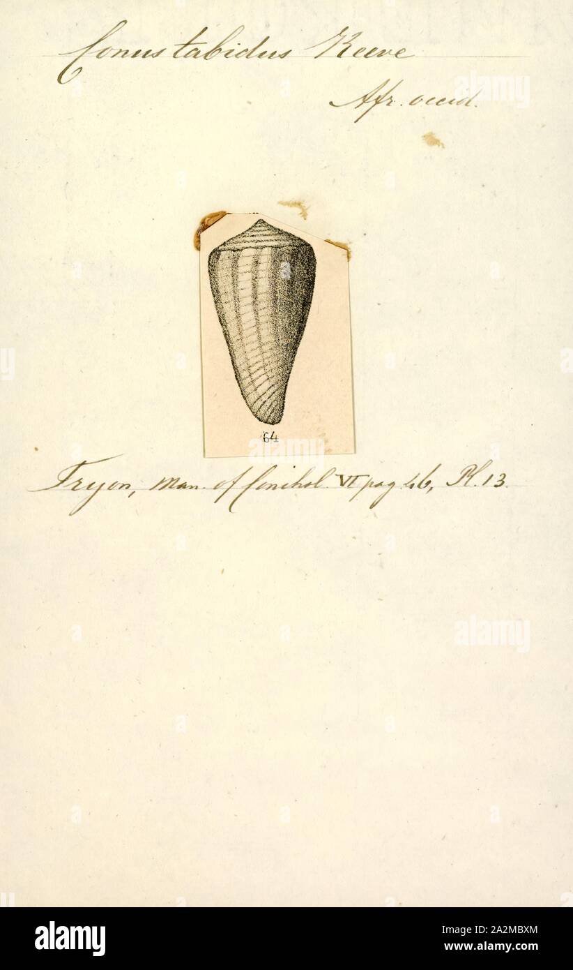 Conus tabidus, Print, Conus tabidus is a species of sea snail, a marine ...