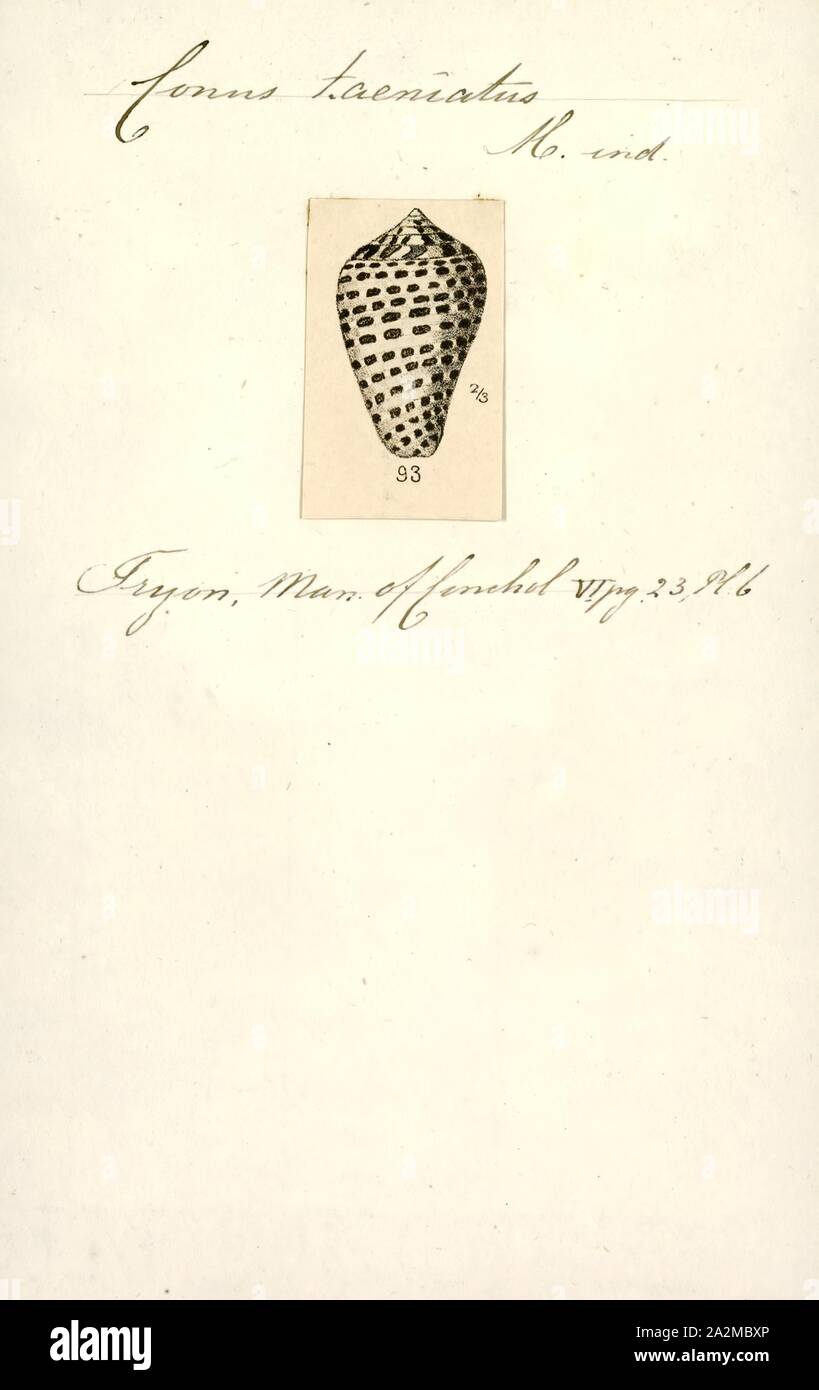 Conus taeniatus, Print, Conus taeniatus, common name the ringed cone ...