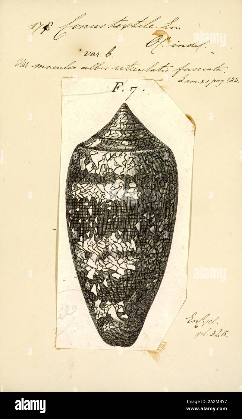 Conus textile, Print, Conus textile, common name the textile cone or ...