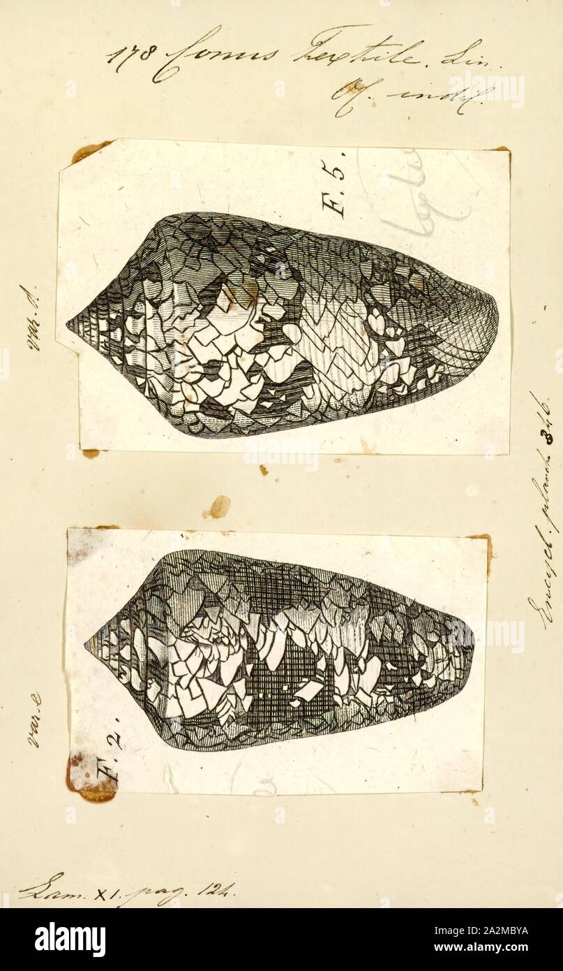 Textile cone snails conus textile hi-res stock photography and images ...