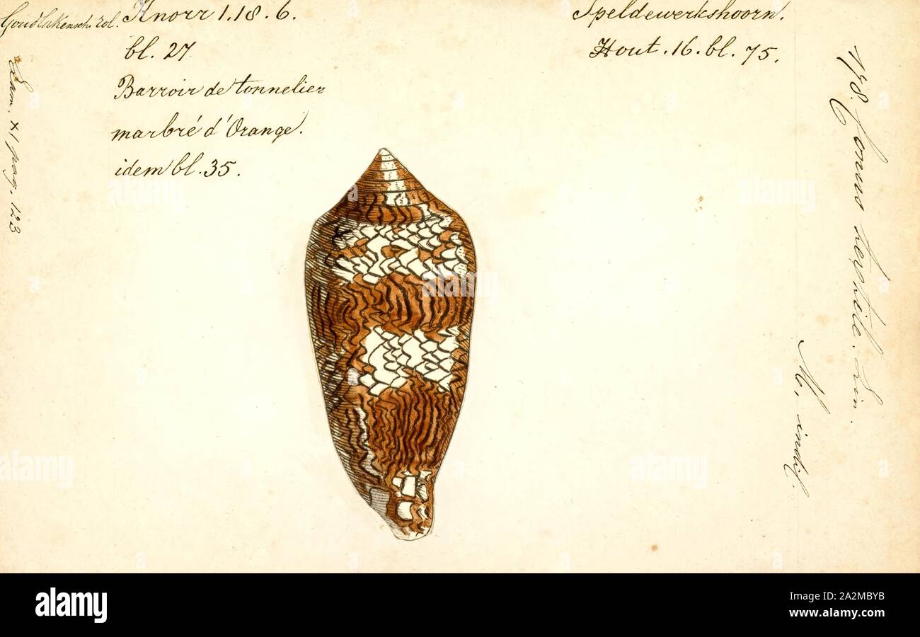 Conus textile, Print, Conus textile, common name the textile cone or ...