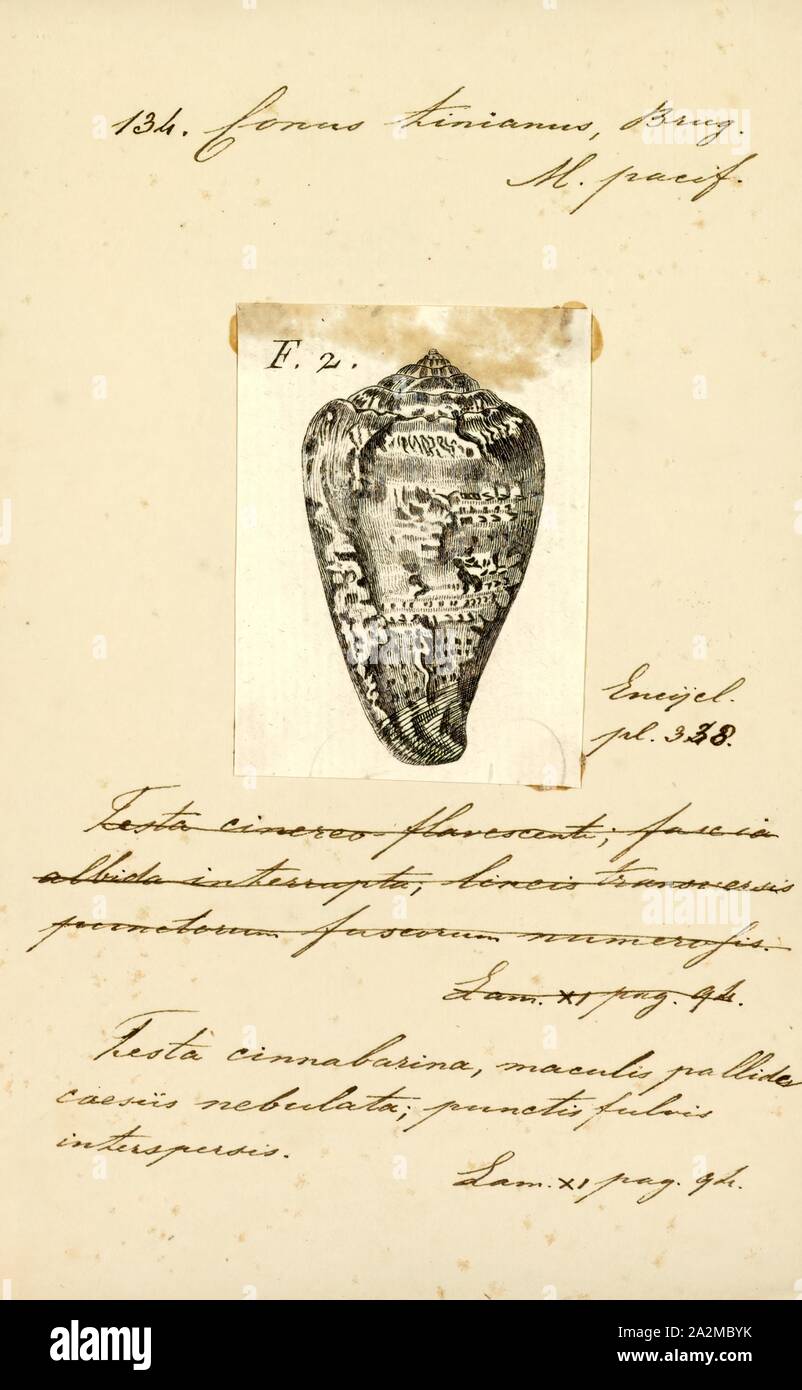 Conus tinianus, Print, Conus tinianus, common name the variable cone ...