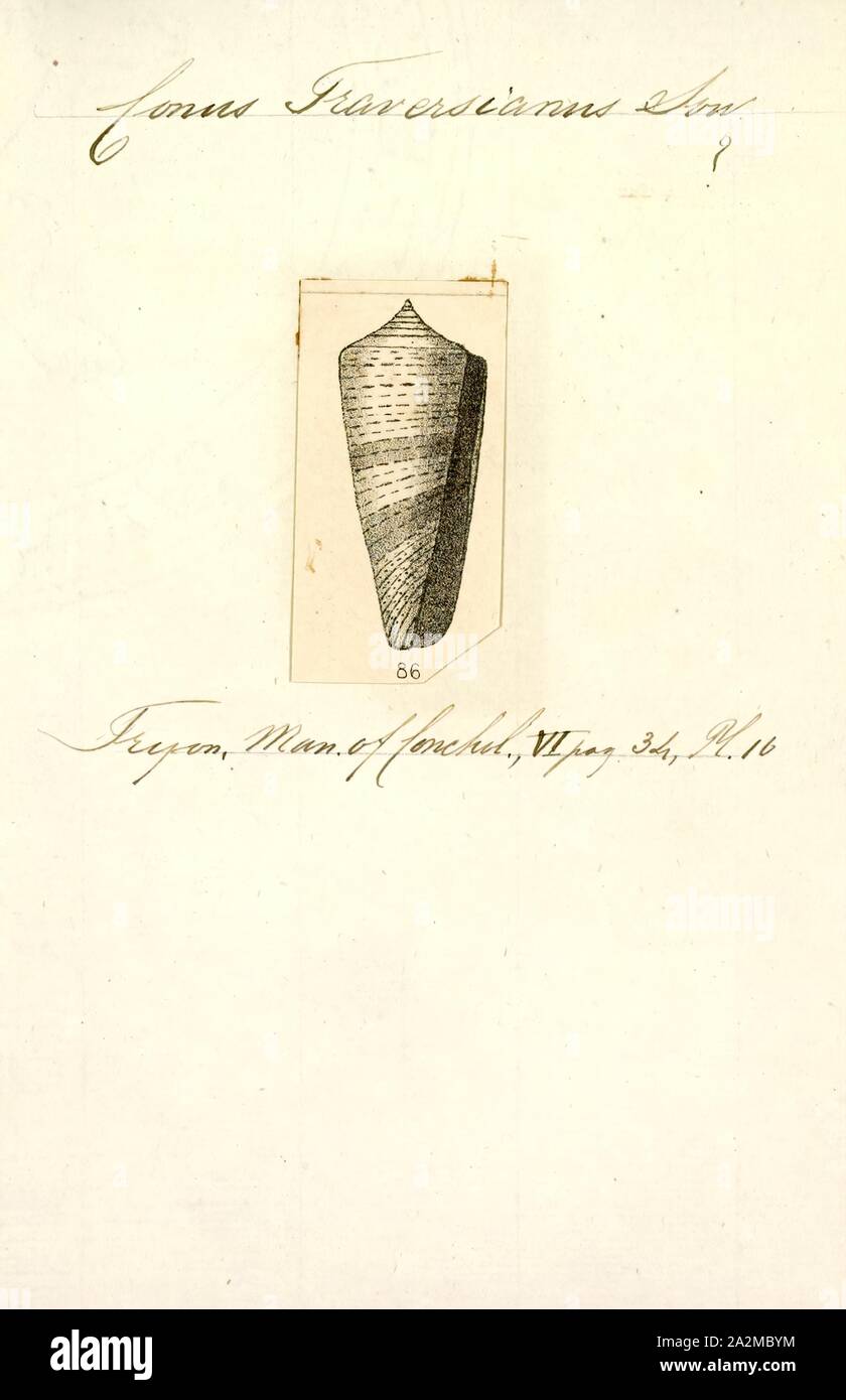 Conus conus hi-res stock photography and images - Alamy