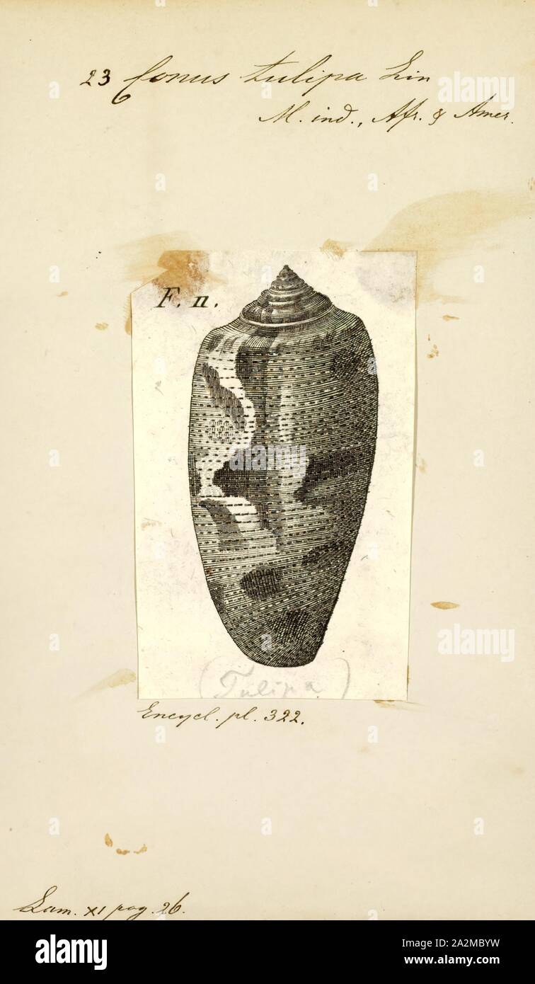 Tulip cone hi-res stock photography and images - Alamy