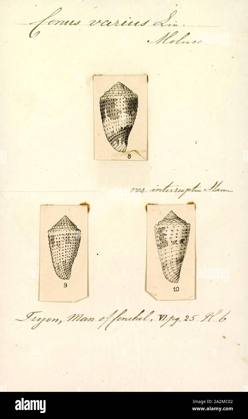 Conus varius, Print, Conus varius, common name the freckled cone, is a ...