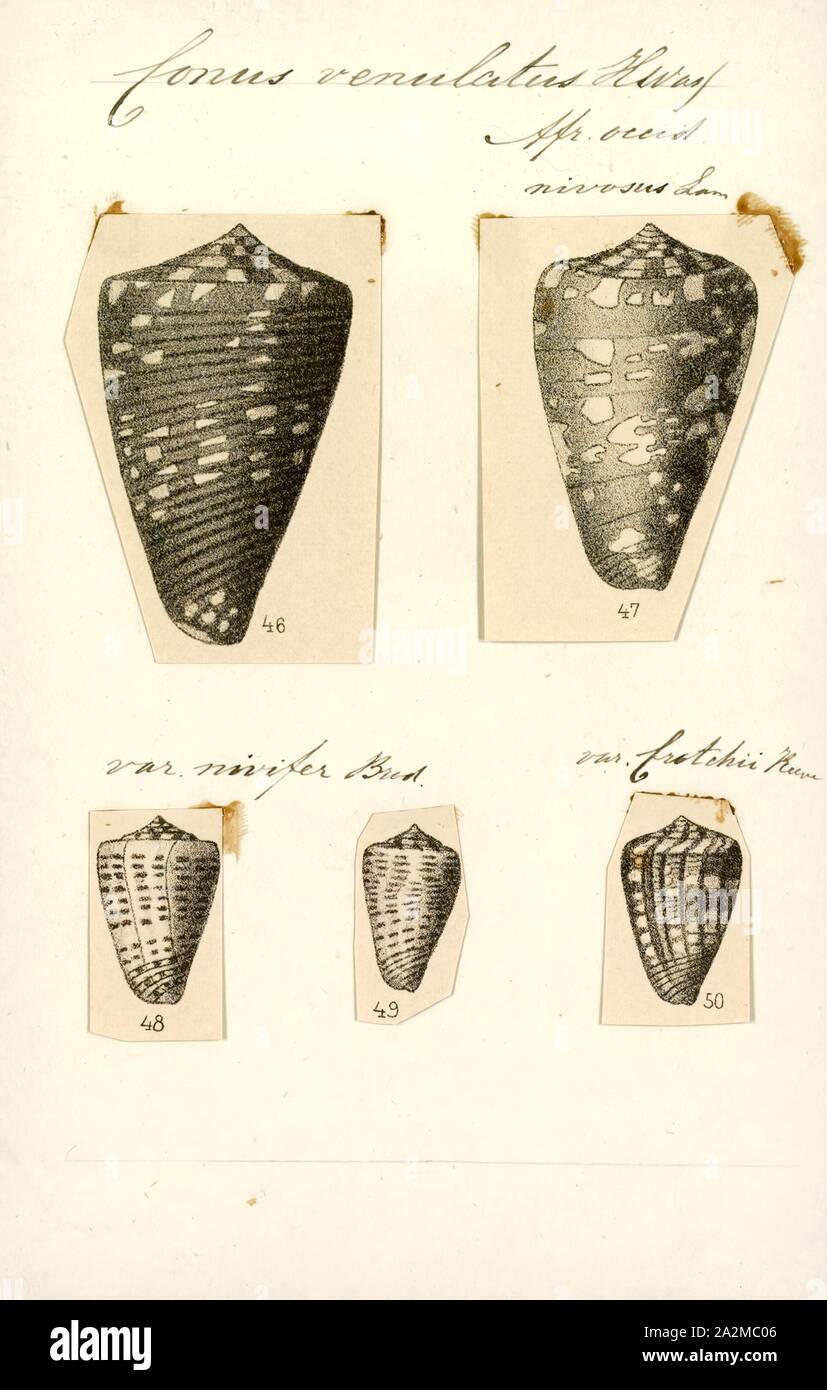 Conus venulatus, Print, Conus venulatus, common name the Cape Verde ...