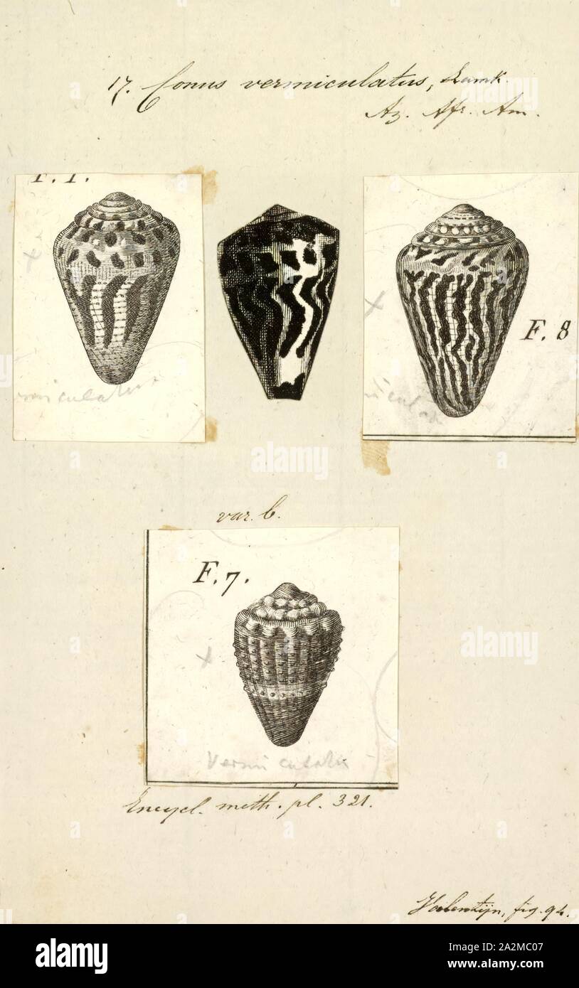 Conus vermiculatus, Print Stock Photo - Alamy