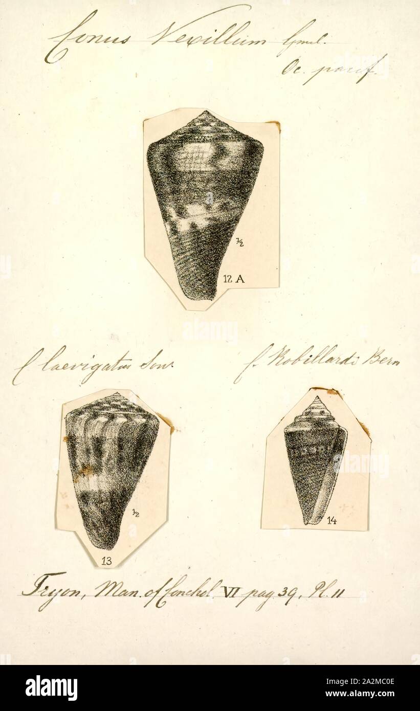 Conus vexillum, Print, Conus vexillum, common name the vexillum cone or ...