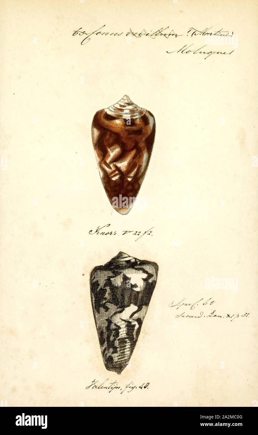 Conus vexillum, Print, Conus vexillum, common name the vexillum cone or ...