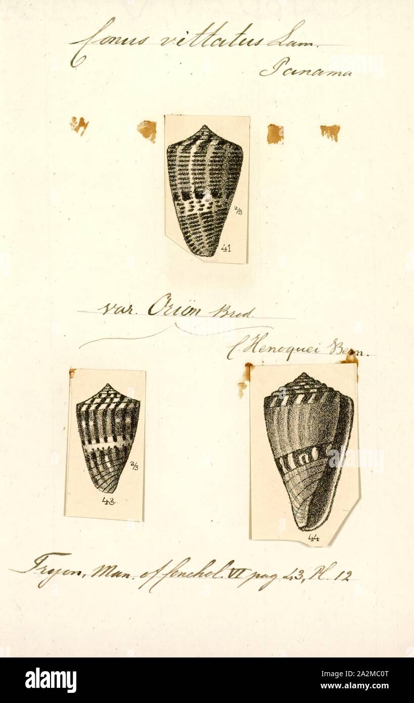Conus vittatus, Print, Conus vittatus, common name the ribboned cone ...