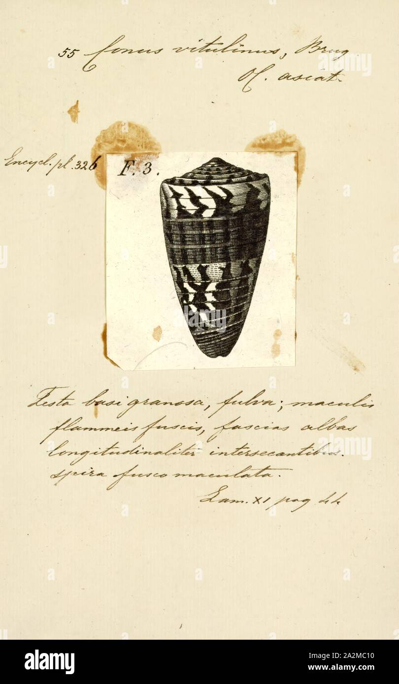 Conus vitulinus, Print, Conus planorbis, common name the planorbis cone ...