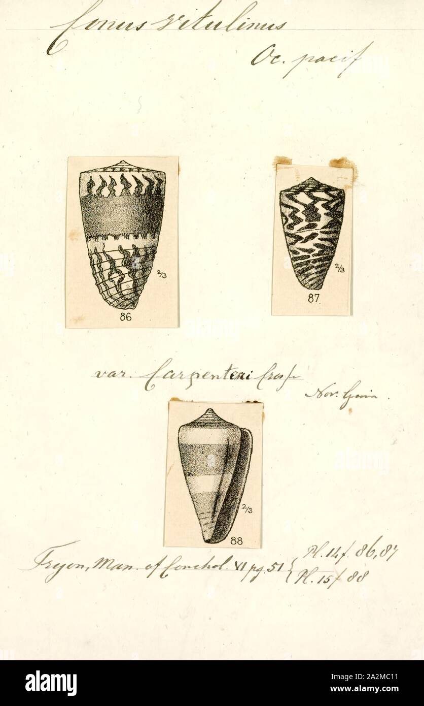 Conus vitulinus, Print, Conus planorbis, common name the planorbis cone ...