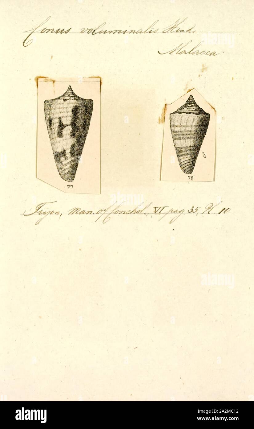Conus voluminalis, Print, Conus voluminalis, common name the voluminous ...