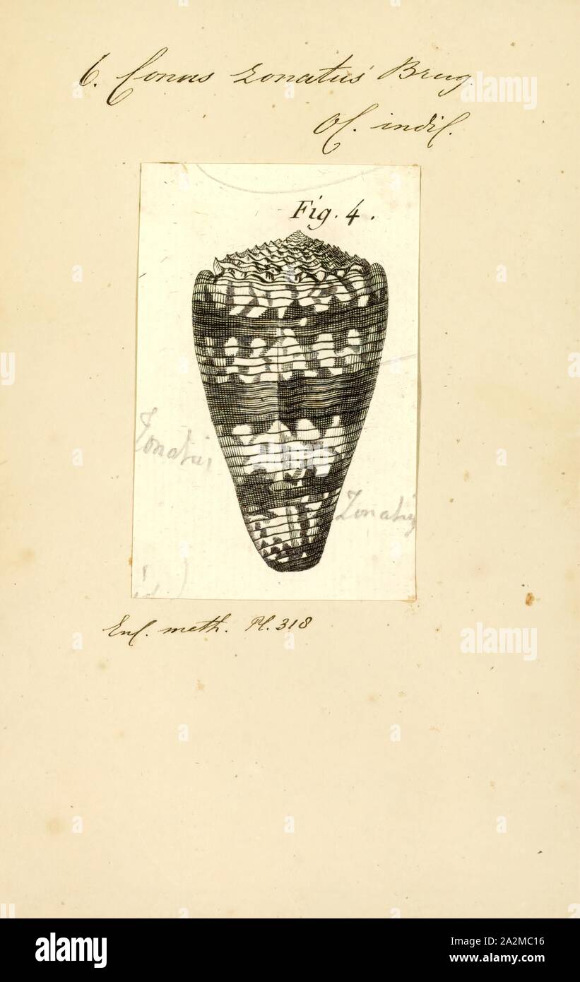 Conus zonatus, Print, Conus zonatus, common name the zoned cone, is a ...