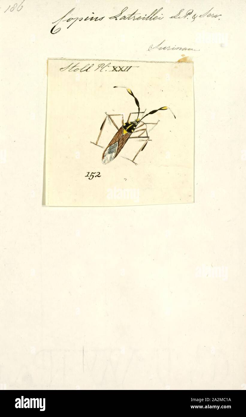 Copius Stock Photos & Copius Stock Images - Alamy