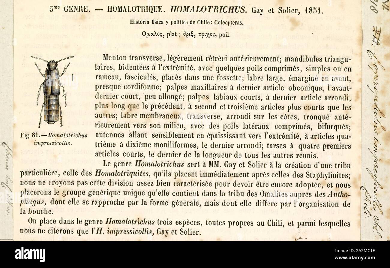 Coprophilus, Print, Coprophilus (from Greek 'dung-loving') is, with ...