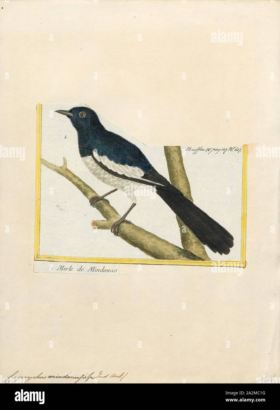 Philippine magpie robin hi-res stock photography and images - Alamy