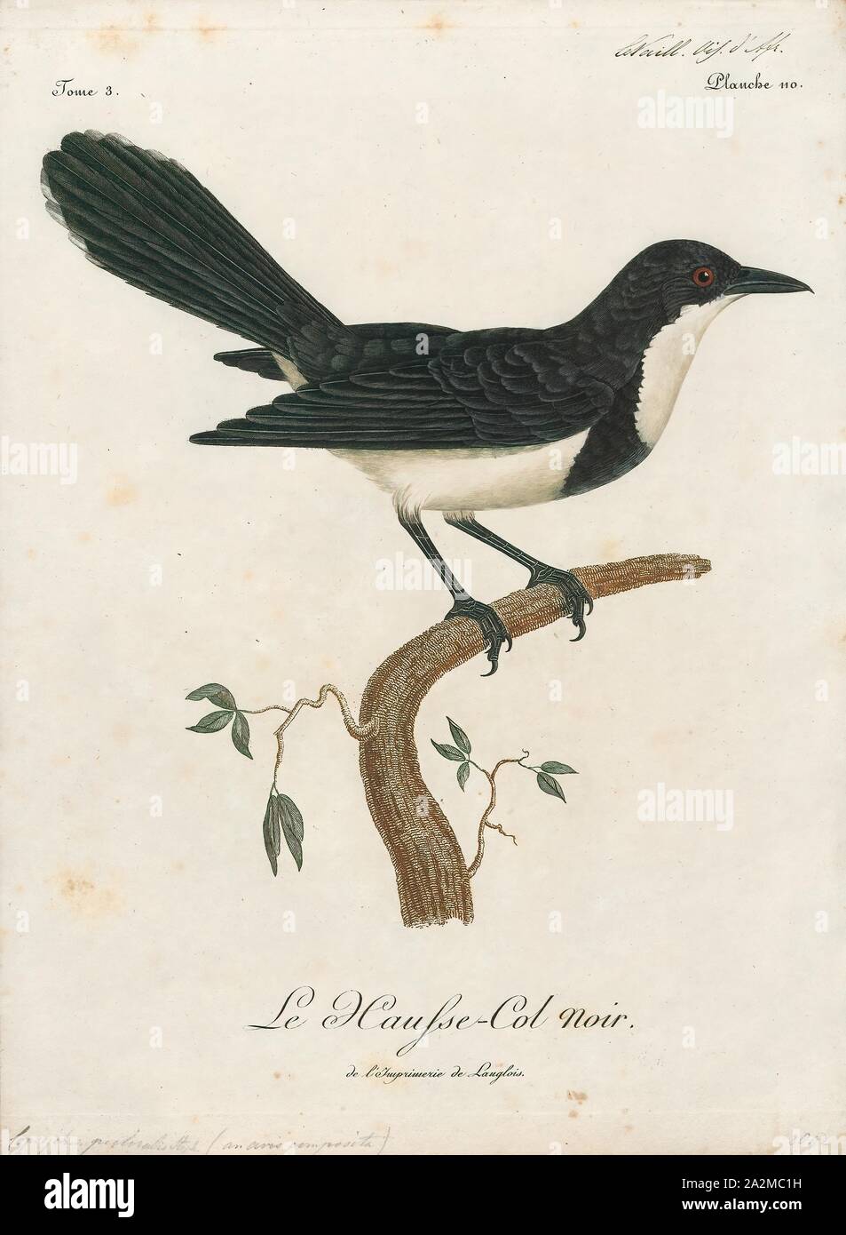 Copsychus pectoralis hi-res stock photography and images - Alamy