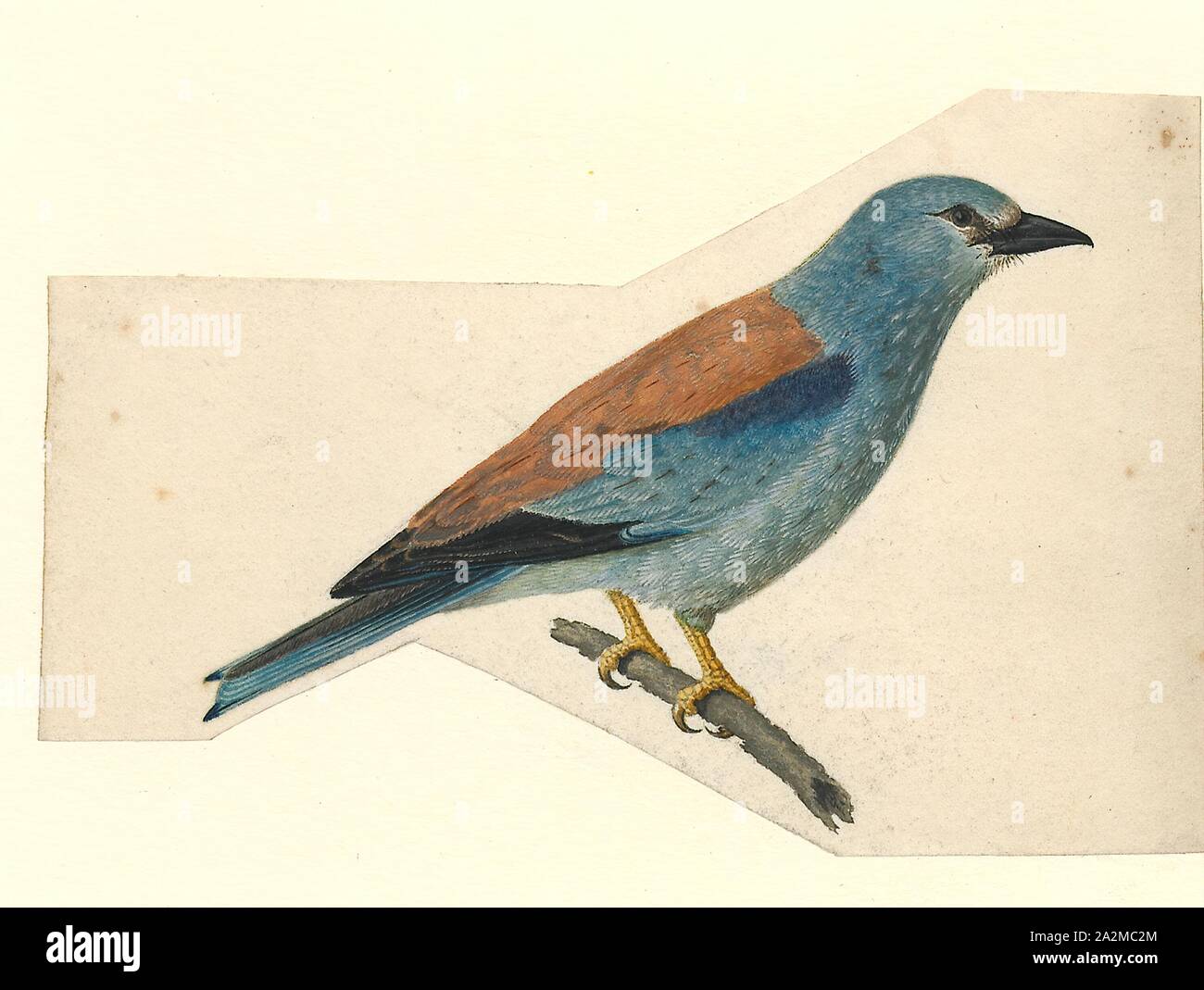 Coracias garrula, Print, Coracias is a genus of the rollers, an Old ...
