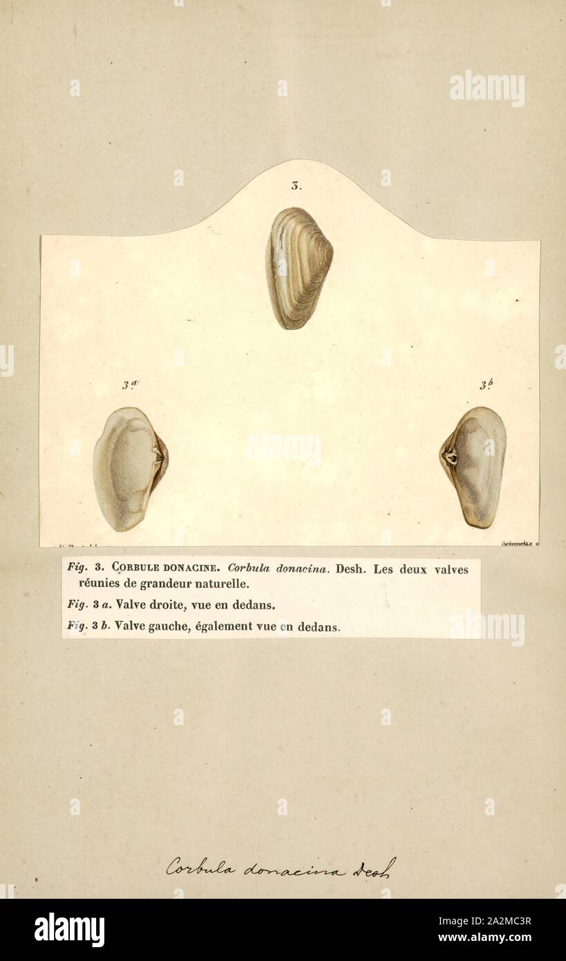 Corbulidae hi-res stock photography and images - Alamy