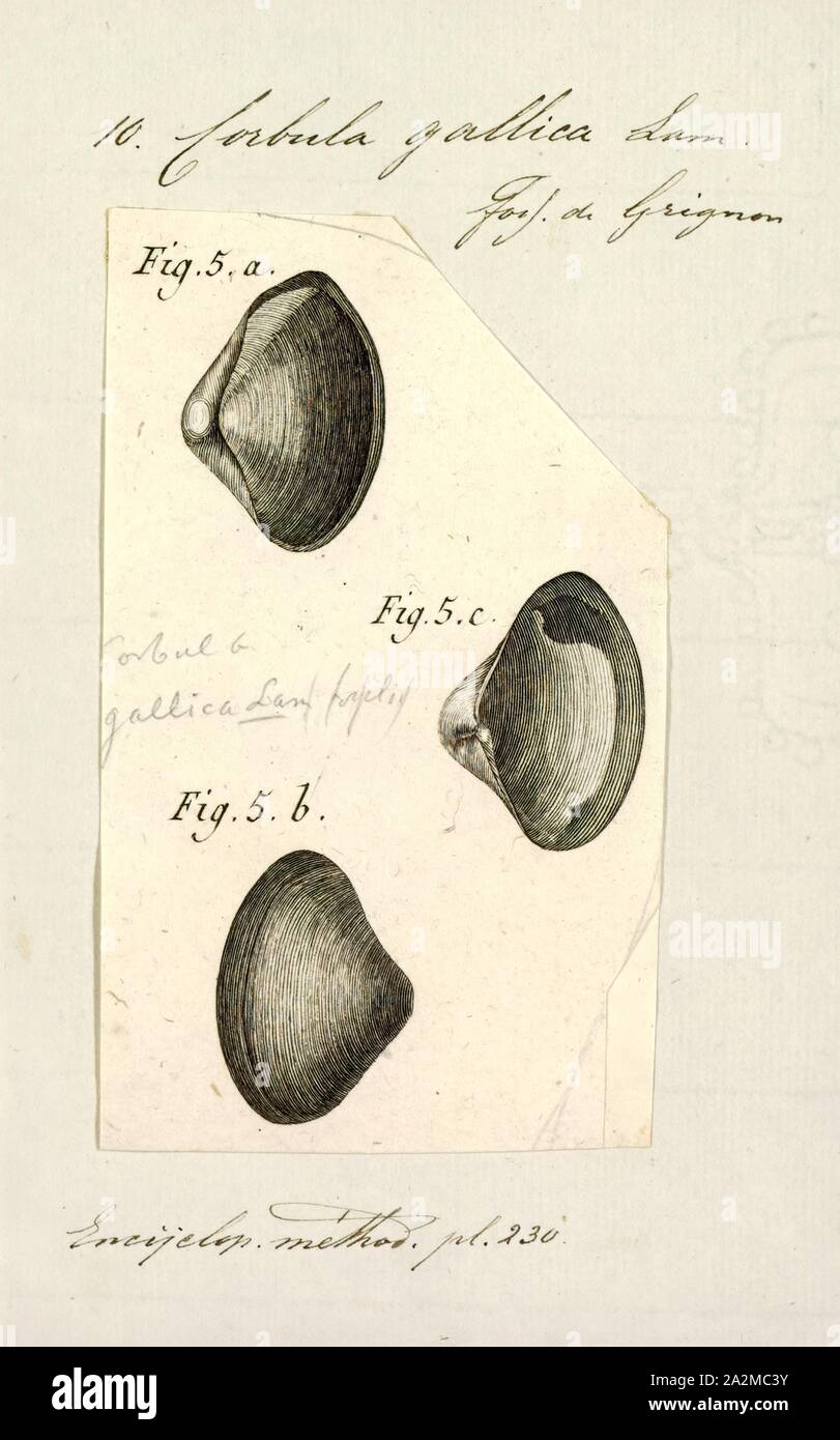 Corbula gallica hi-res stock photography and images - Alamy