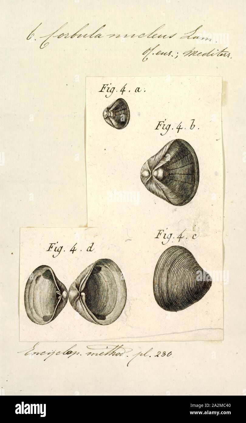 Corbula nucleus, Print, Corbula is a genus of very small saltwater ...