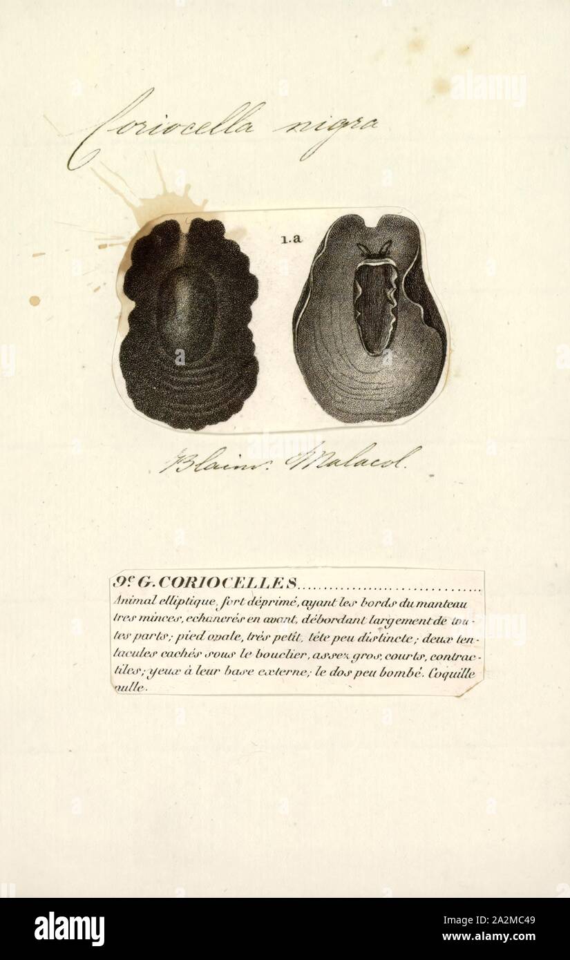 Coriocella nigra, Print, Coriocella nigra is a species of sea snail, a ...