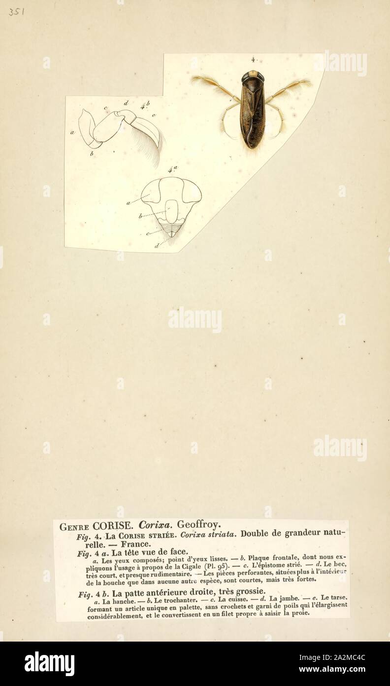 Corisa hi-res stock photography and images - Alamy