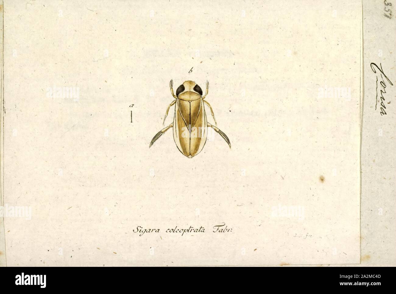 Corisa hi-res stock photography and images - Alamy