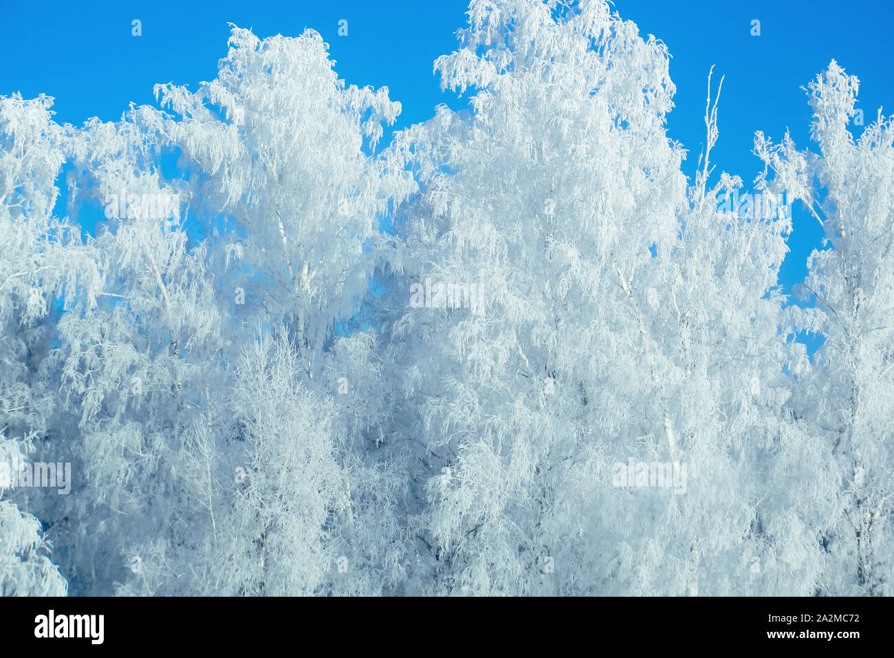 Winter snow forest background Landscape and cold nature and tree Stock ...