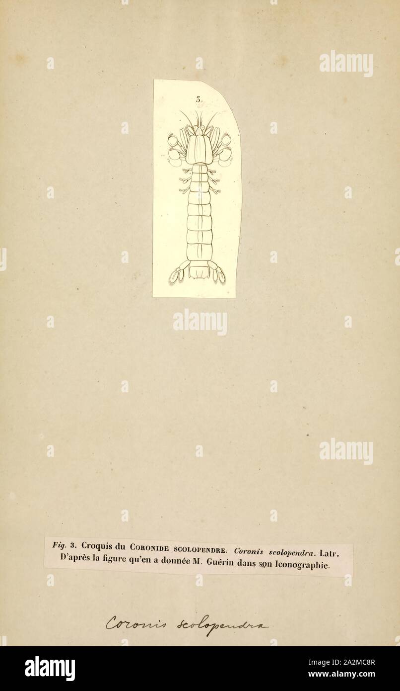 Coronis hi-res stock photography and images - Alamy