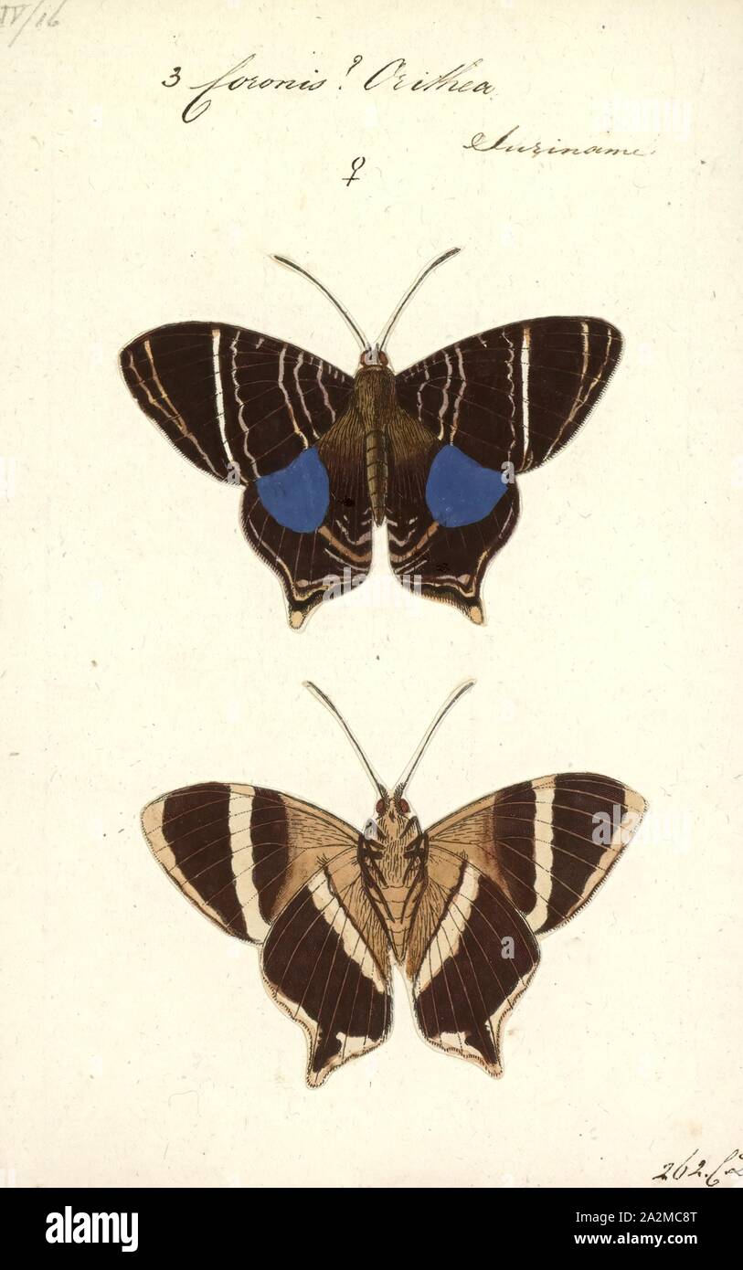 Coronis hi-res stock photography and images - Alamy