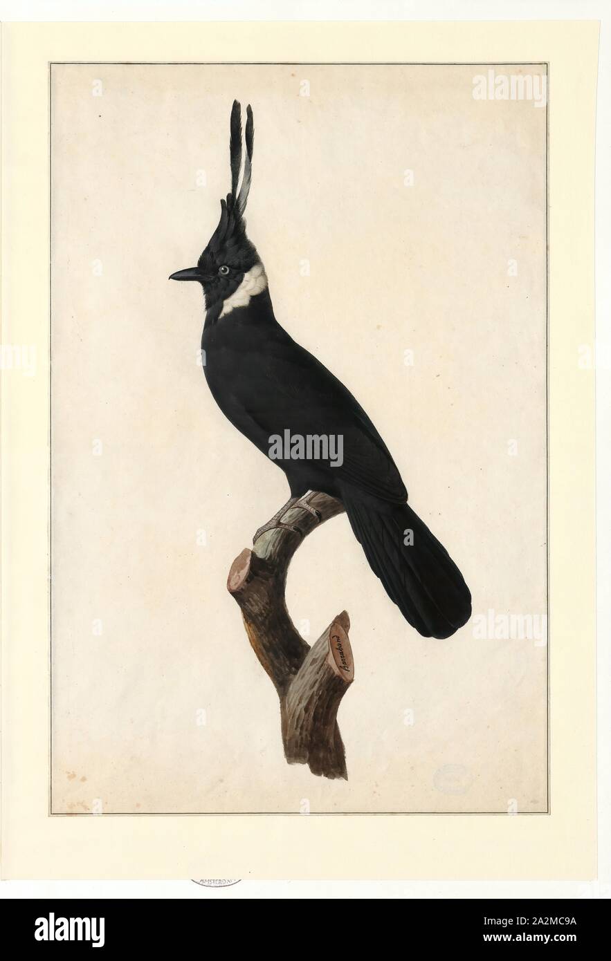Crows and rooks hi-res stock photography and images - Alamy